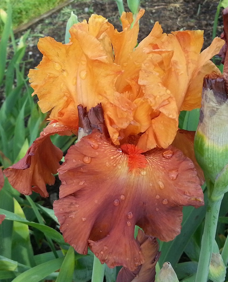 Lovely Senorita - Cottage Irises