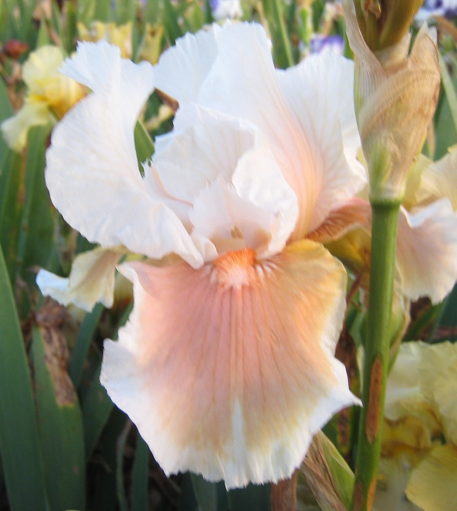Peach Spot - Tall Bearded - Bearded Iris - Cottage Irises