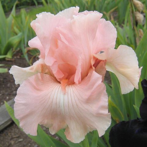 Online Shop - Cottage Irises