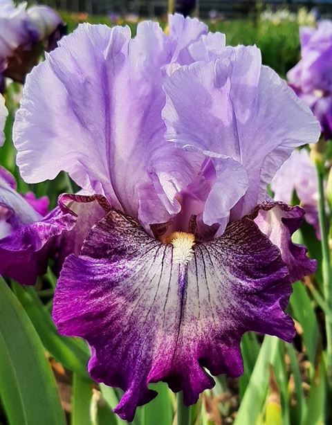 New Release - Bearded Iris - Online Shop - Cottage Irises