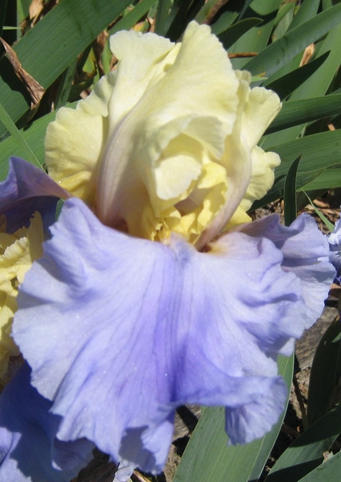 Haut Les Voiles - Cottage Irises