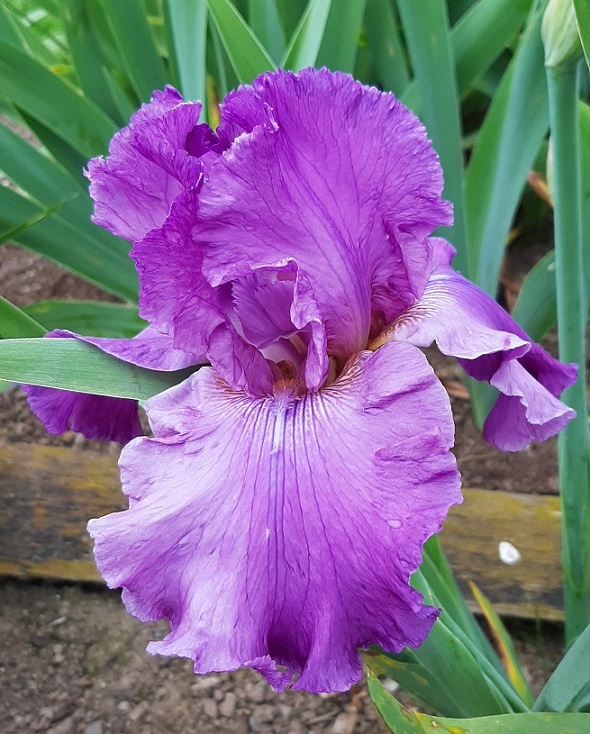 Good Looking - Cottage Irises